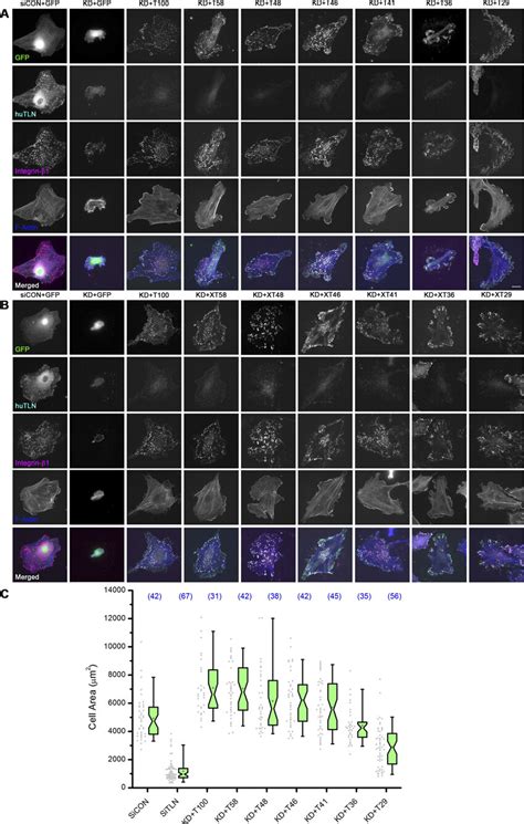 Fig S5 Effects On Integrin Clustering And Cell Areas By Recombinant