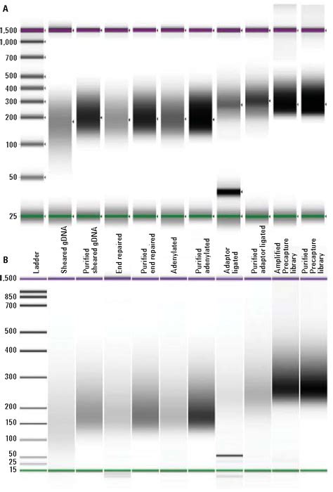 Figure 6 From End To End Sample Quality Control For Next Generation Sequencing Library