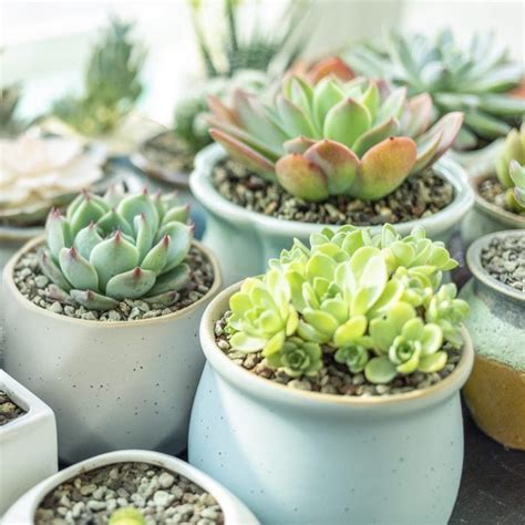 Succulent Plants
