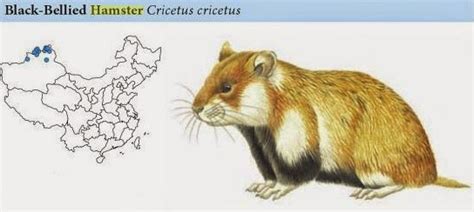 Hamstercitos 3 Hamster Vulgar Cricetus Cricetus