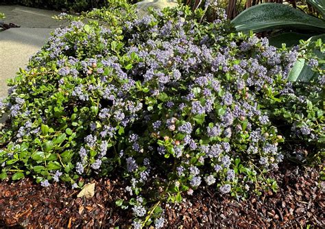Baia Ancora Ceanothus Gloriosus Ceanothus Gloriosus Point Reyes