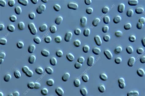 Synechococcus Algae Light Micrograph Stock Image C0577937 Science Photo Library