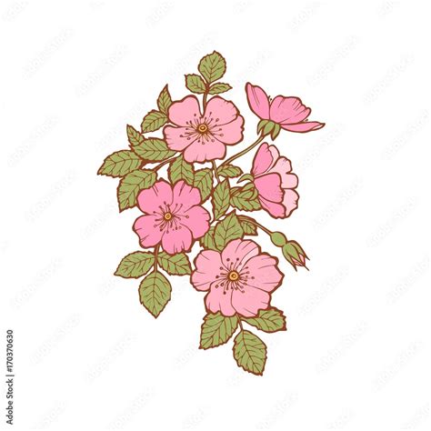 Pink Flower Drawing