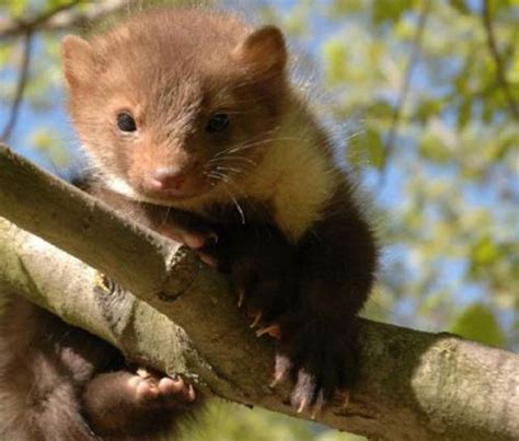 بررسی انواع سمور دانستی های جالب در مورد این حیوان