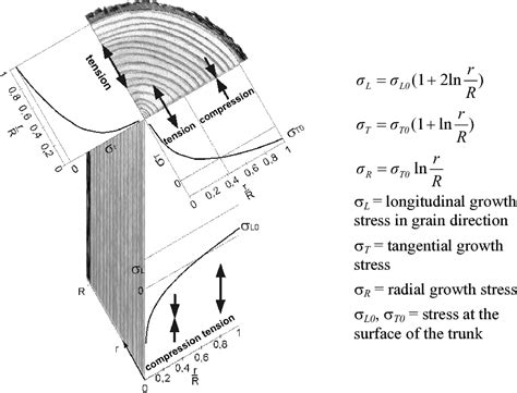 Figure From The Mechanical Self Optimisation Of Trees Semantic Scholar