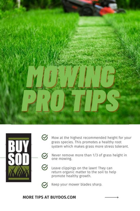 Why Grass Turning Yellow After Cutting Or Mow How To Fix It Artofit