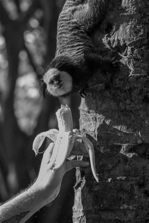 Observa Los Mamíferos De Magdalena Rutacolombiana