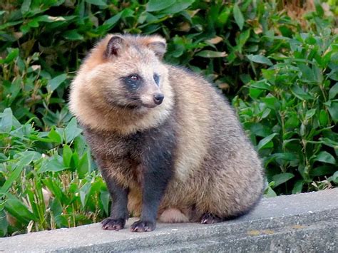 Raccoon Dog Healthy Food Near Me