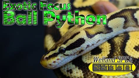 Exotic Focus Ball Python Youtube
