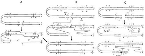 Model Proposed For Formation Of The Transposition Mutation Sequences Download Scientific