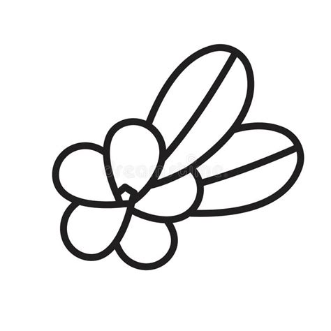 Araliya Flower Icon Line Art Vector Stock Vector Illustration Of