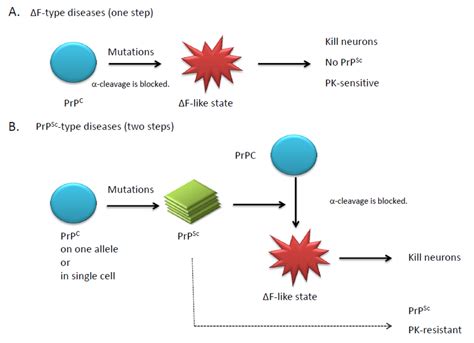 Cellular Prion Protein From Physiology To Pathology