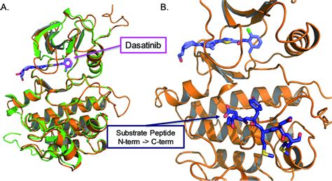 Crystal Structure Of Abl And Src Kinase Domain A Superposition Of