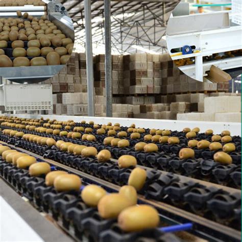 Reemoon India Fruit Sorting And Grading Machine Sorter Grader