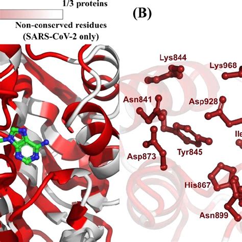A Color Coded Depiction Of Residue Conservation At The Binding Site