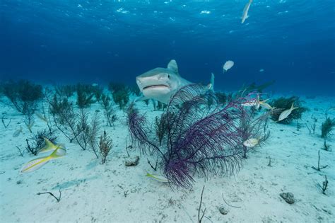 He Went Face To Face With Tiger Sharks National Geographic