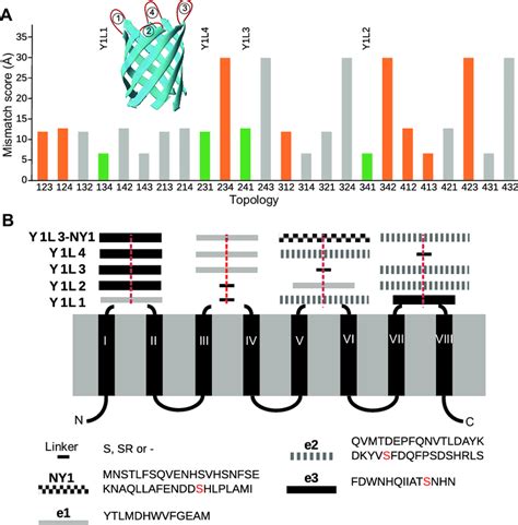 design of receptor constructs a calculation of the mismatch score
