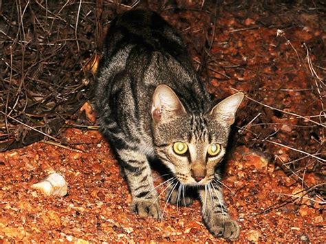Feral Cats As Predators Of Koalas