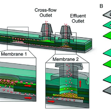 Microfluidic Filter Device For Tissue Specimens A Schematic Of The Download Scientific