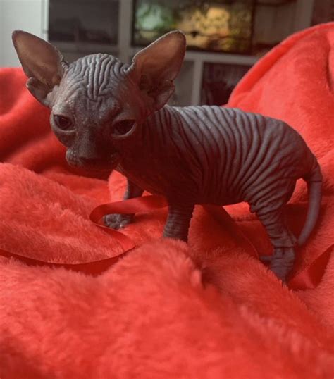 Tw Pornstars The Real Mini Stalli The Most Liked Pictures And Videos From Twitter For All