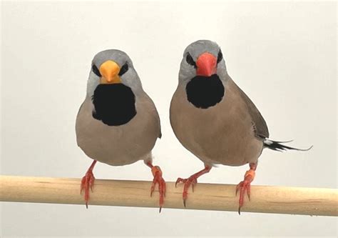 Mitonuclear Interactions And Speciation Griffith Ecology Lab