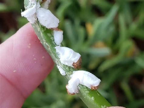 37 Types Of Scale Insects Pictures And Identification Guide