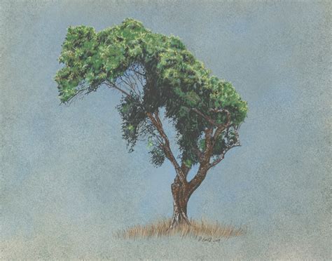 Latest Procreate Tree Drawing HARTZ