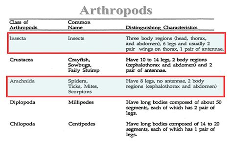 Class Insecta Characteristics
