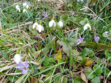 Easter Spring Free Photo On Pixabay Pixabay