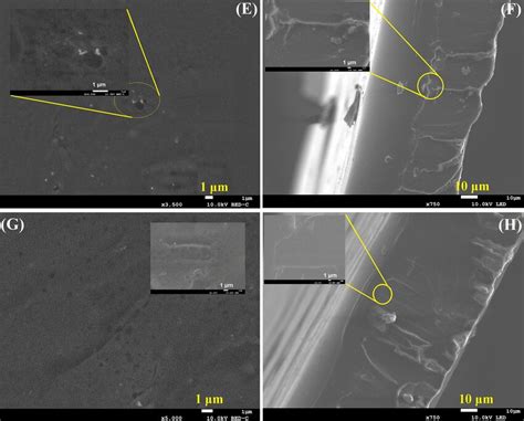 Sem Images At Different Magnifications Illustrating The Morphology Of Download Scientific