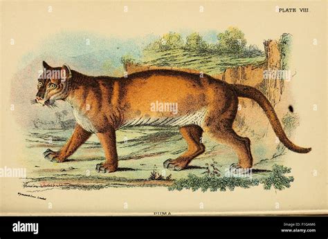This Handbook Provides Detailed Descriptions And Classifications Of Carnivorous Mammals