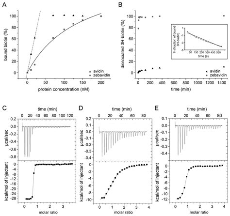 Biotin Binding Of Zebavidin A Determination Of The Binding Affinity Download Scientific