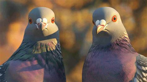 When A Pigeon Visits Decoding The Meaning For You