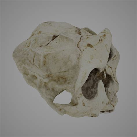 Australopithecus Robustus Skull