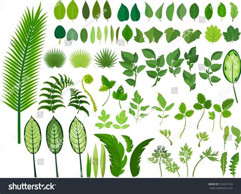 Set Green Leaves Various Shapes Sizes เวกเตอรสตอก ปลอดคาลขสทธ 742431163 Shutterstock