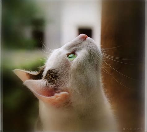 Cats Of Tumblr Evan Murray