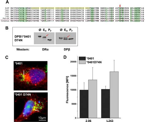 The Neanderthal Dp ␤ Sequence Is Related To The Hla Dpb10401 Allele A