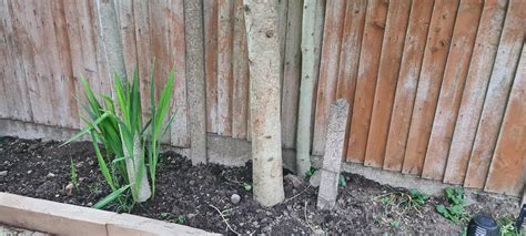 Root Of Babe Ash Pushing Fence Panel Up Neighbours Are Complaining What Can I Do R Arborists
