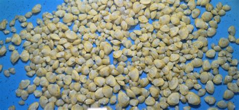 강원도 동해안 명품 조개 북방대합·개량조개 종자 무상 방류