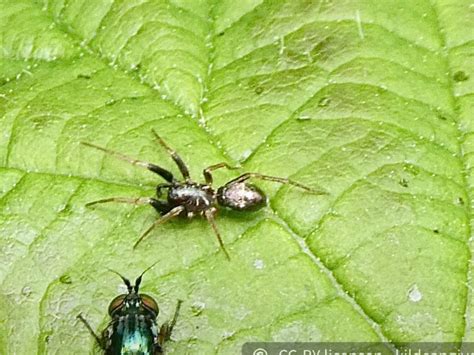 Micaria Micans Micaria Micans Naturbasen