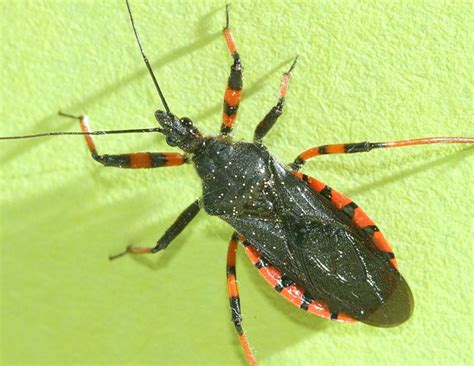The Assassin Bug Facts Dangers And Prevention Apartment Therapy