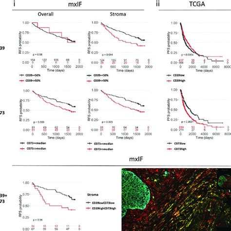 Multiplex Immunofluorescence Staining Panel Download Scientific Diagram