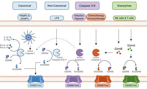 What Is Pyroptosis A Drug Development Perspective