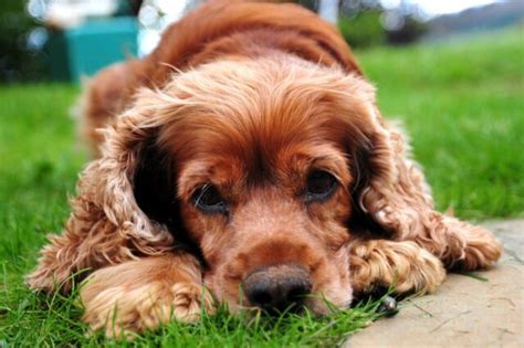 4 Reasons A Cocker Spaniel Is Licking Or Biting Its Paws