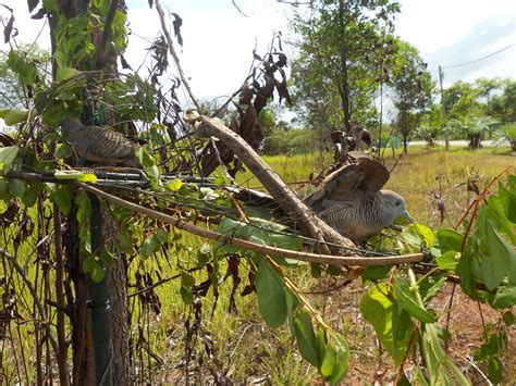 Merbuk N Tekukur Merbuk Teknik Menjebak Part 2