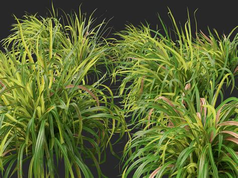 Cymbopogon Citratus Lemongrass 3d Model Download Grass On