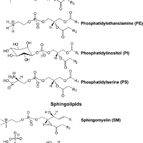 Major Classes Of Brain Glycerophospholipids And Sphingolipids Download Scientific Diagram