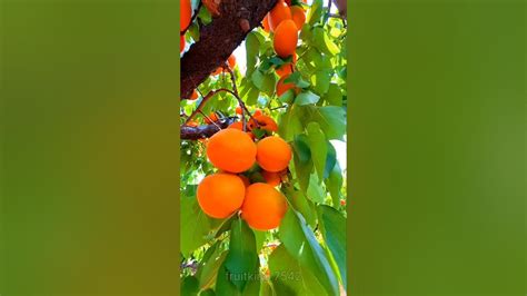 Furit King Health Furit🍊🍊 Fruit Furits Shorts Trendingshorts