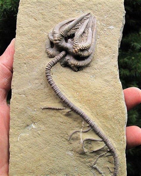 An Incredibly Intact Crinoid Specimen Fossil Dating Back To About 345