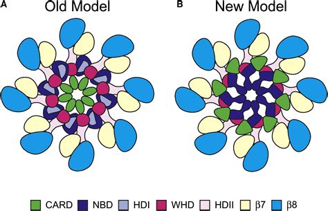 Dark Apoptosome Secrets Come To Light Structure